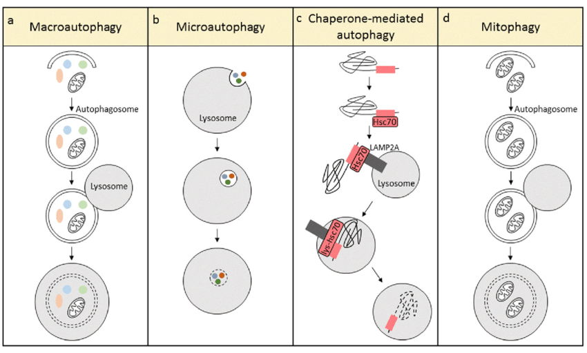 Autophagy – Ageproof